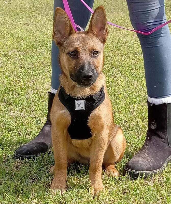 Dog for Adoption - Dallas, a German Shepherd Dog in Athens, GA | Alpha Paw