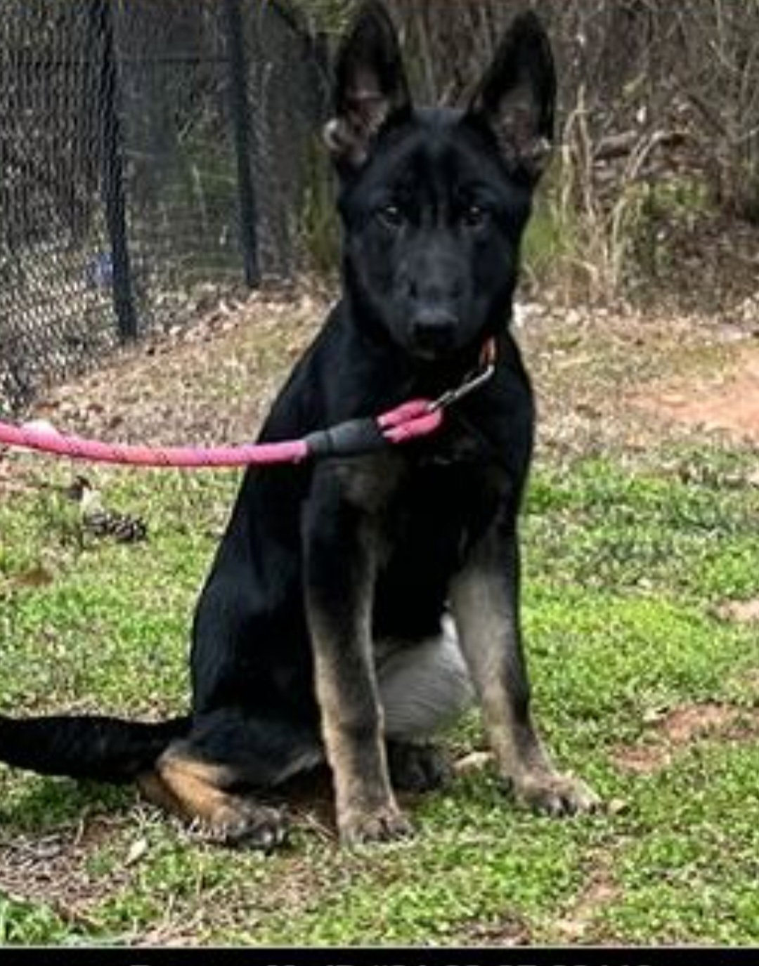Dog for Adoption - Marie Antoinette, a German Shepherd Dog in Winder ...