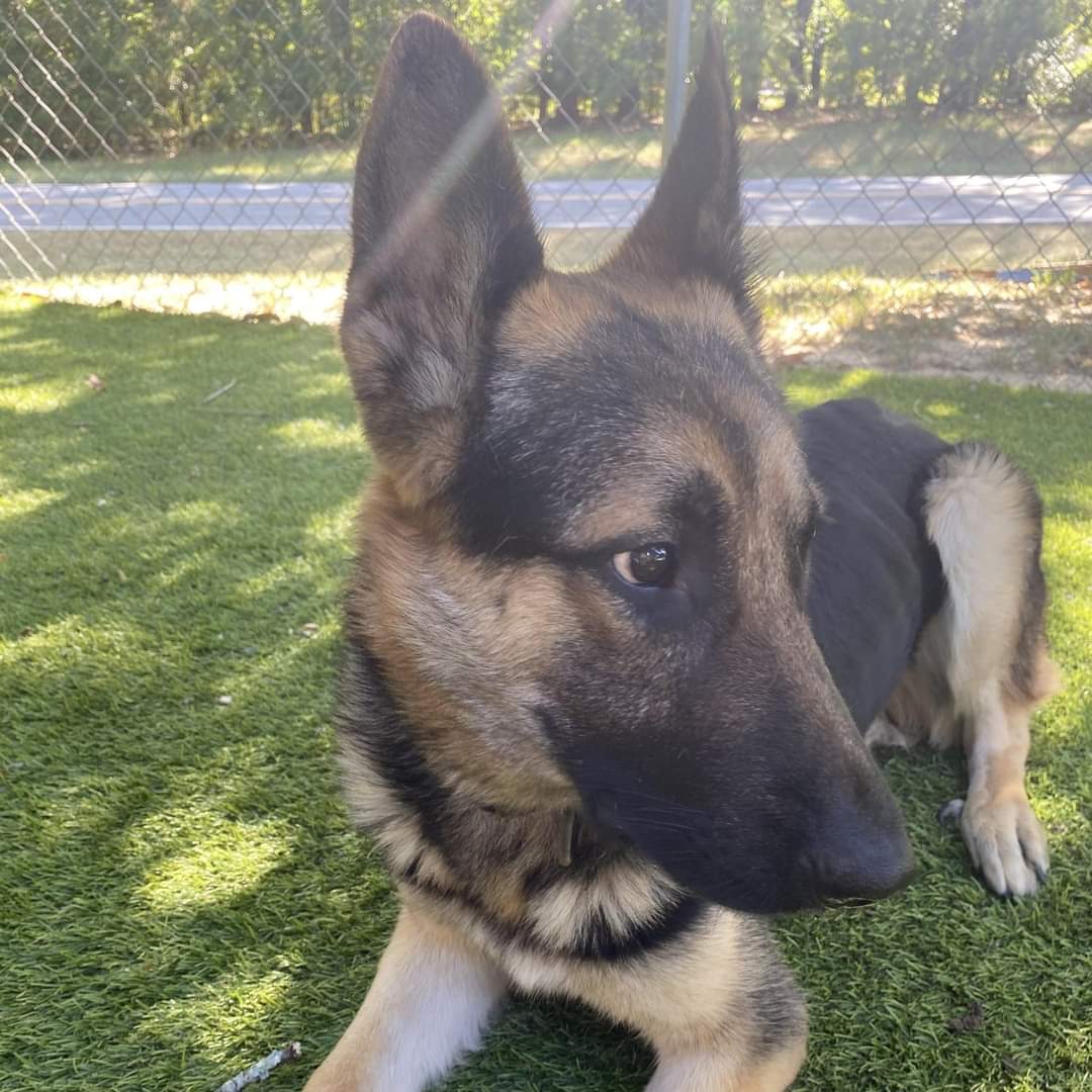 Dog for Adoption - Kujo, a German Shepherd Dog in Dawson County, GA ...