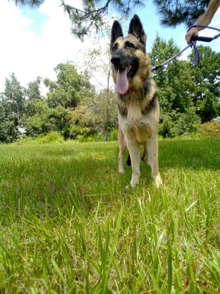 Dog for Adoption - Karolina, a German Shepherd Dog in Jefferson, GA ...