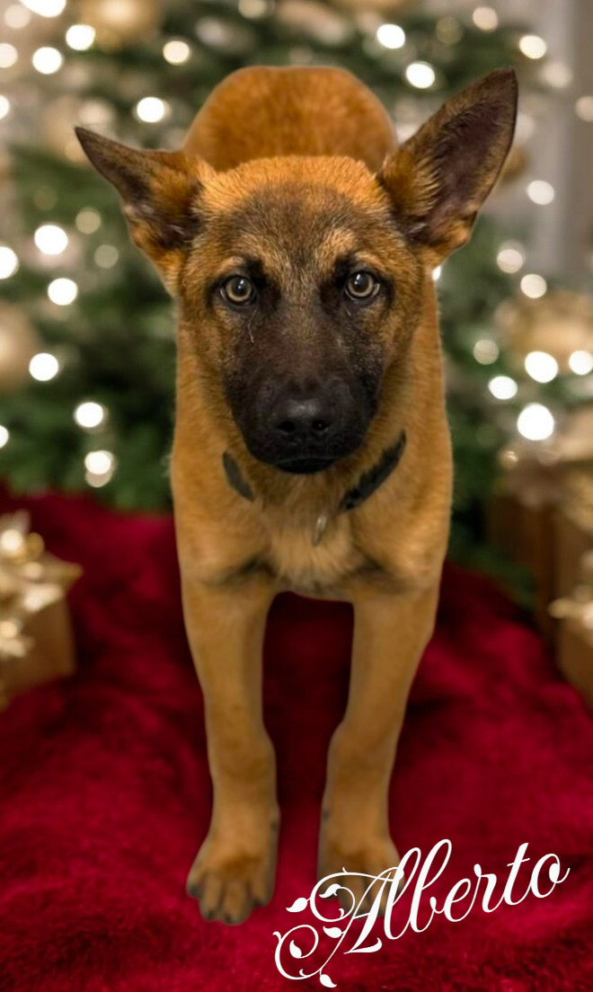Dog for Adoption - Alberto, a Belgian Shepherd Malinois in Atlanta, GA ...