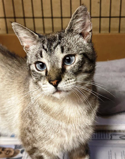 Cats for Adoption in Seneca County, New York | Alpha Paw