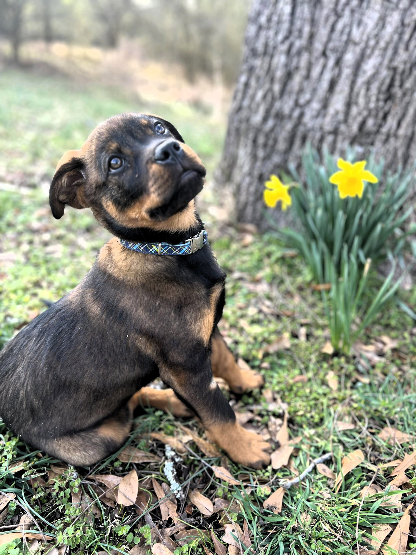 Dog for Adoption - Deekins, a Rottweiler in Athens, GA | Alpha Paw