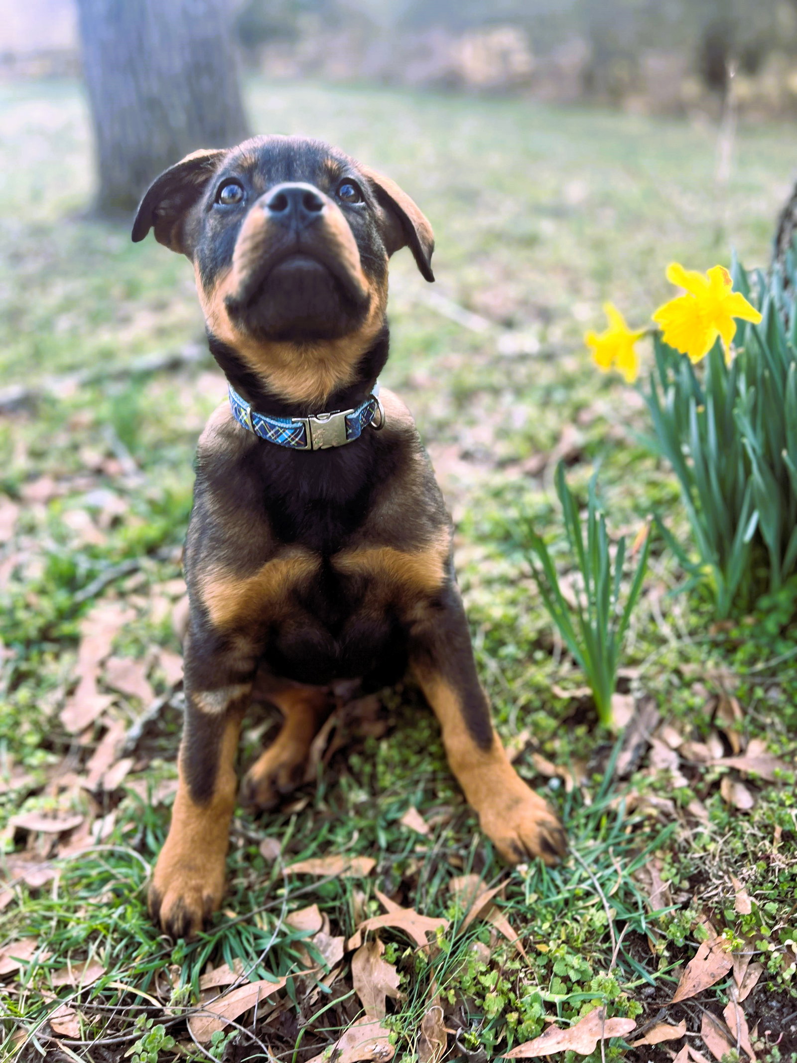 Dog for Adoption - Deekins, a Rottweiler in Athens, GA | Alpha Paw