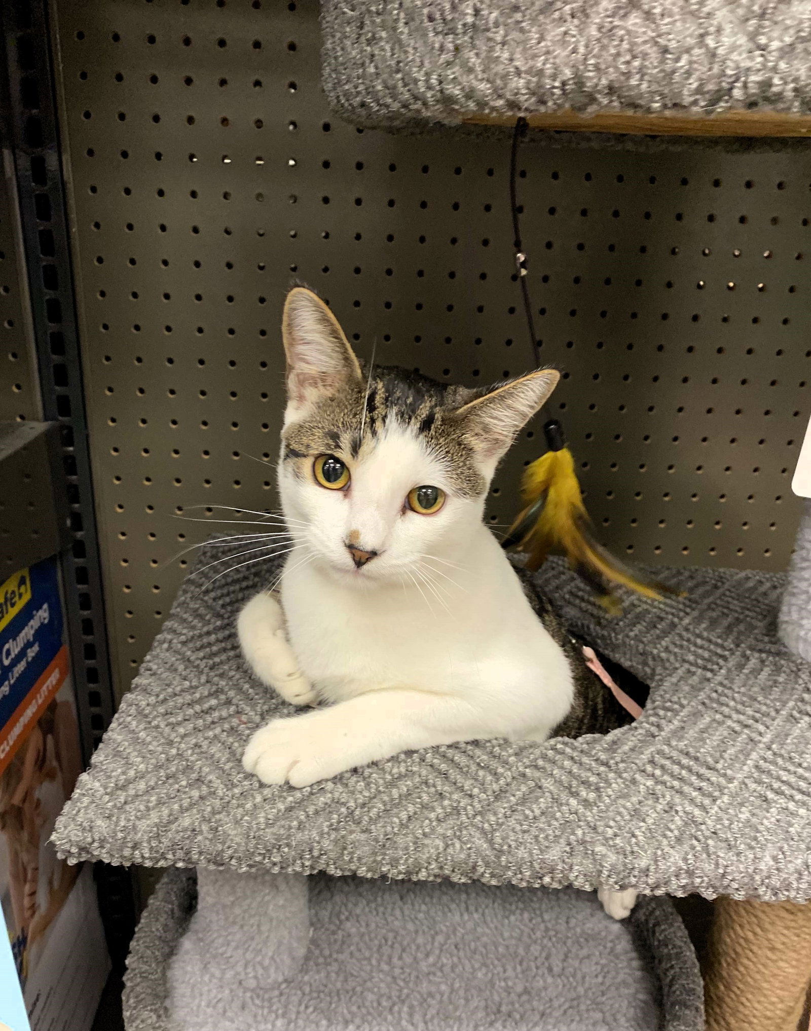 Cat adoption in Auburn, GA 30011: Domestic Short Hair / Tabby / Mixed ...