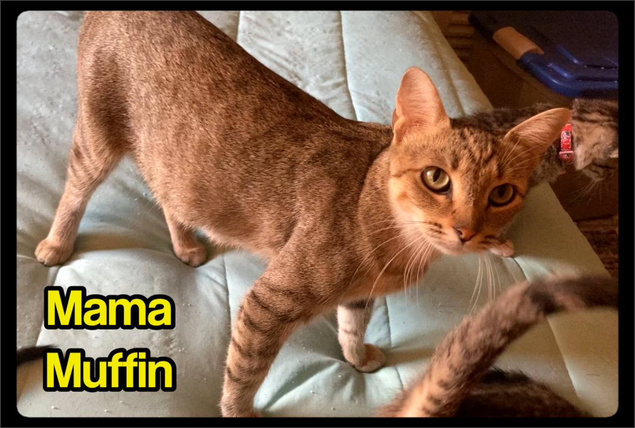 Cats for Adoption in Redfield, Arkansas | Alpha Paw