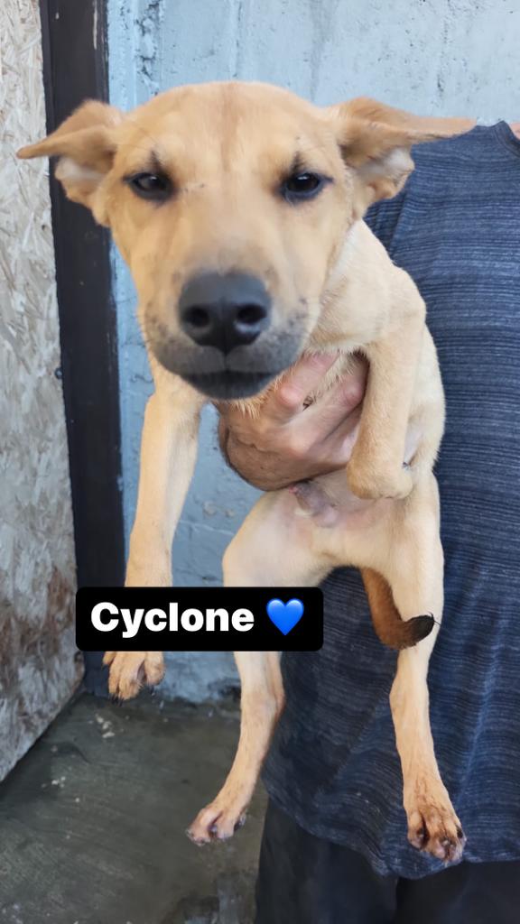 Dog for Adoption - Cyclone, a Terrier in Long Beach, CA | Alpha Paw