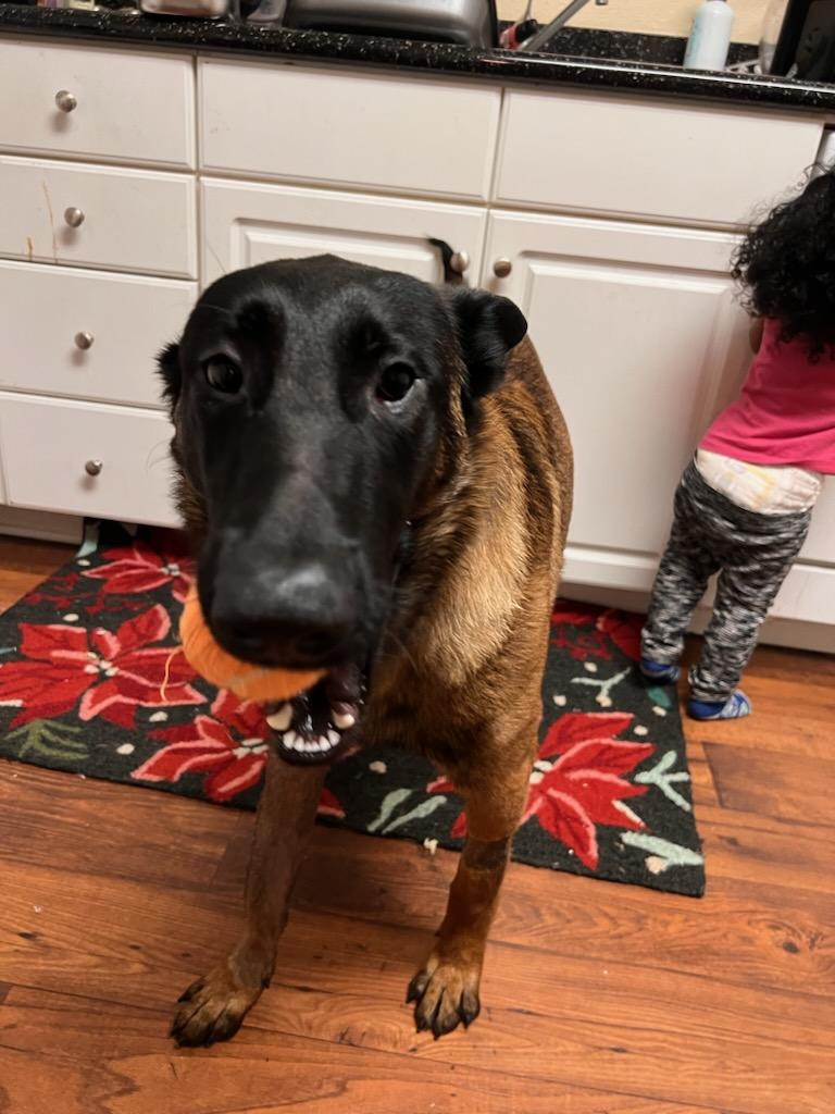 Dog for Adoption - Mali, a Belgian Shepherd Malinois in View Park ...