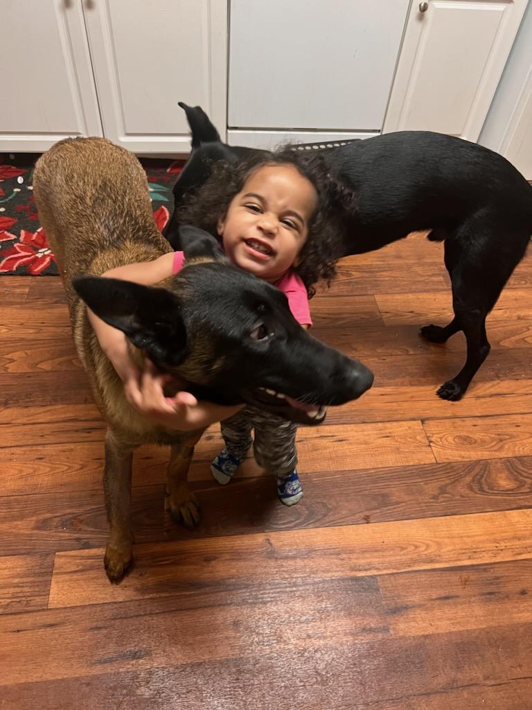 Dog for Adoption - Mali, a Belgian Shepherd Malinois in View Park ...