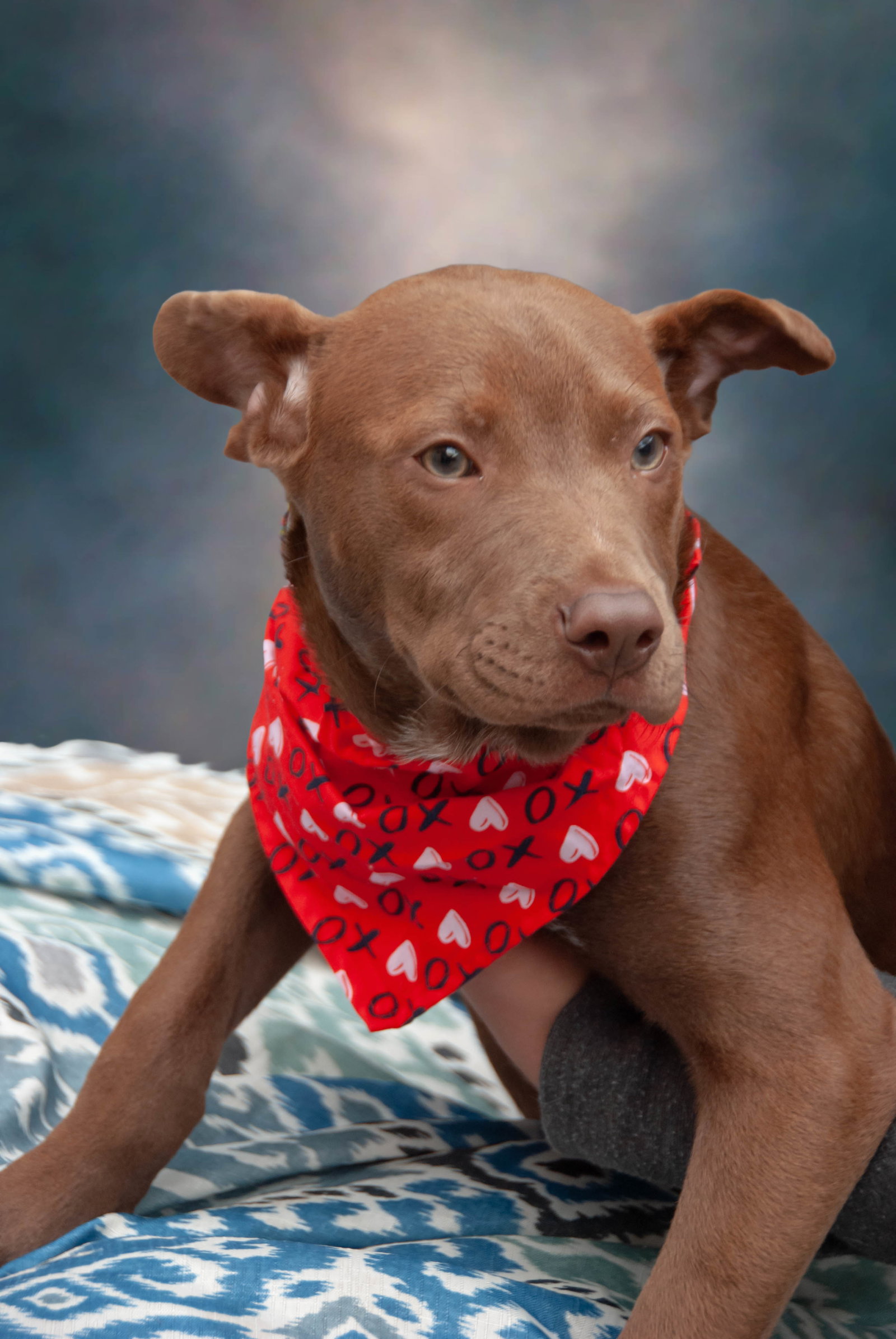 Dog for Adoption - Bambi, a American Pit Bull Terrier in Upland, CA ...
