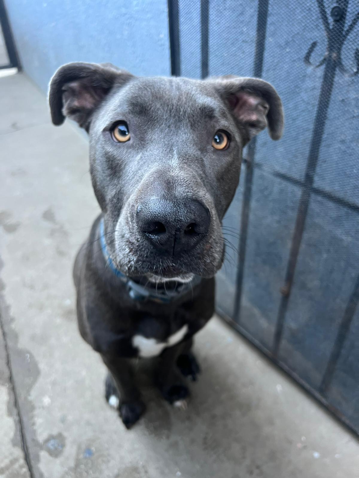 Dog for Adoption - Harvey, a American Pit Bull Terrier in Mayflower ...