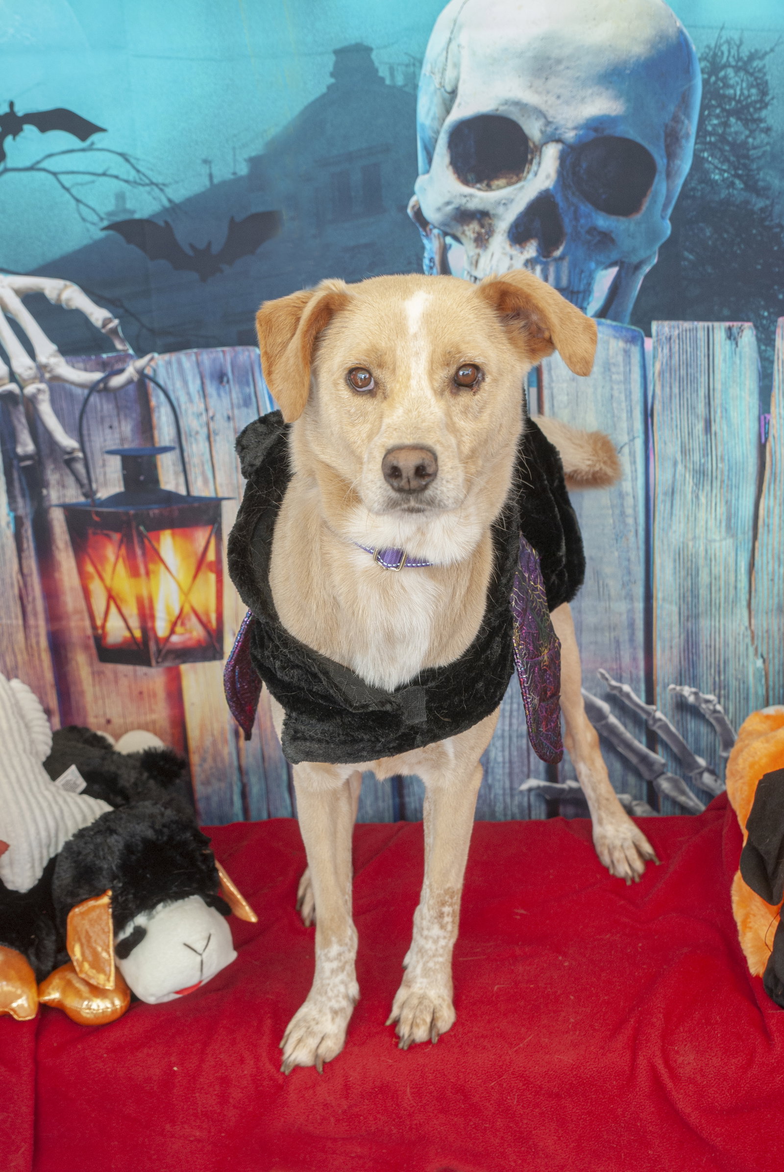 Dog for Adoption - Skipper, a Australian Cattle Dog/Blue Heeler in San ...