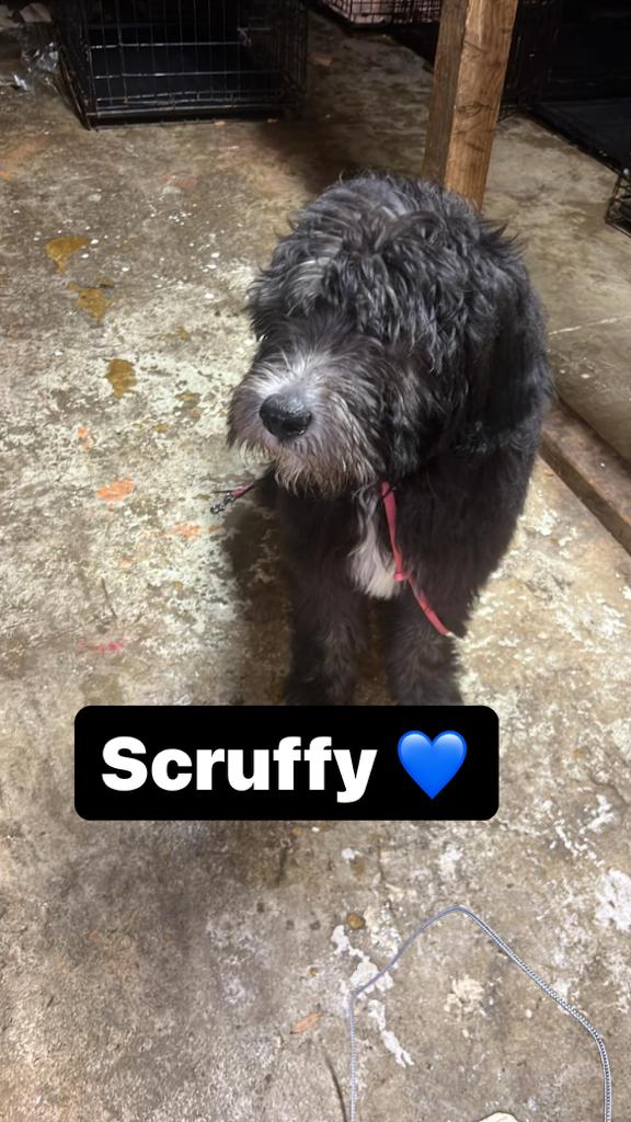 Dog for Adoption - Scruffy, a Shetland Sheepdog Sheltie in El Monte, CA ...