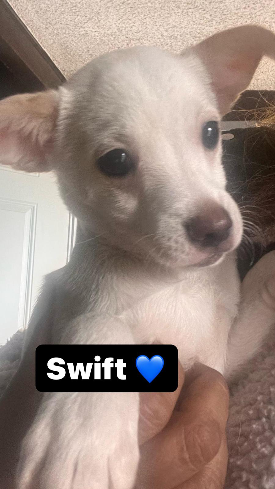 Dog for Adoption - Swift, a Chihuahua in Whittier, CA | Alpha Paw