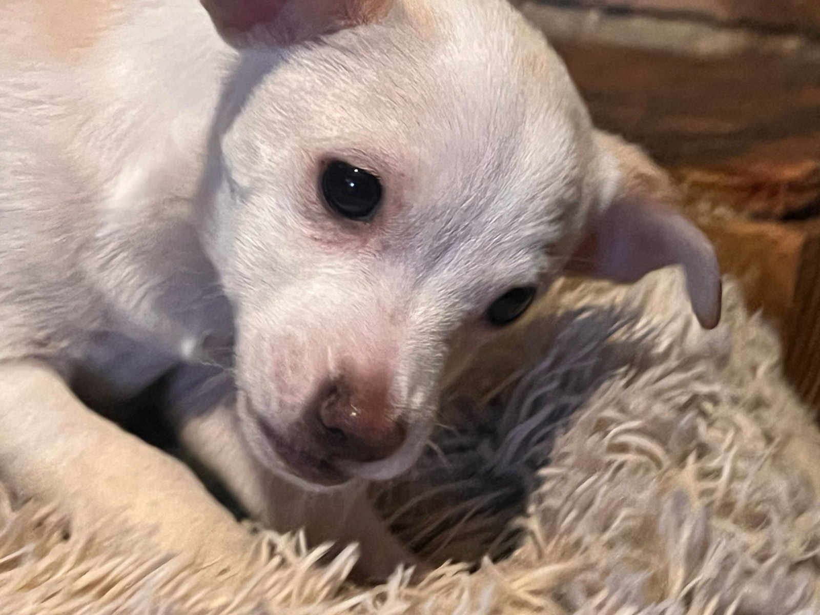 Dog for Adoption - Swift, a Chihuahua in Whittier, CA | Alpha Paw