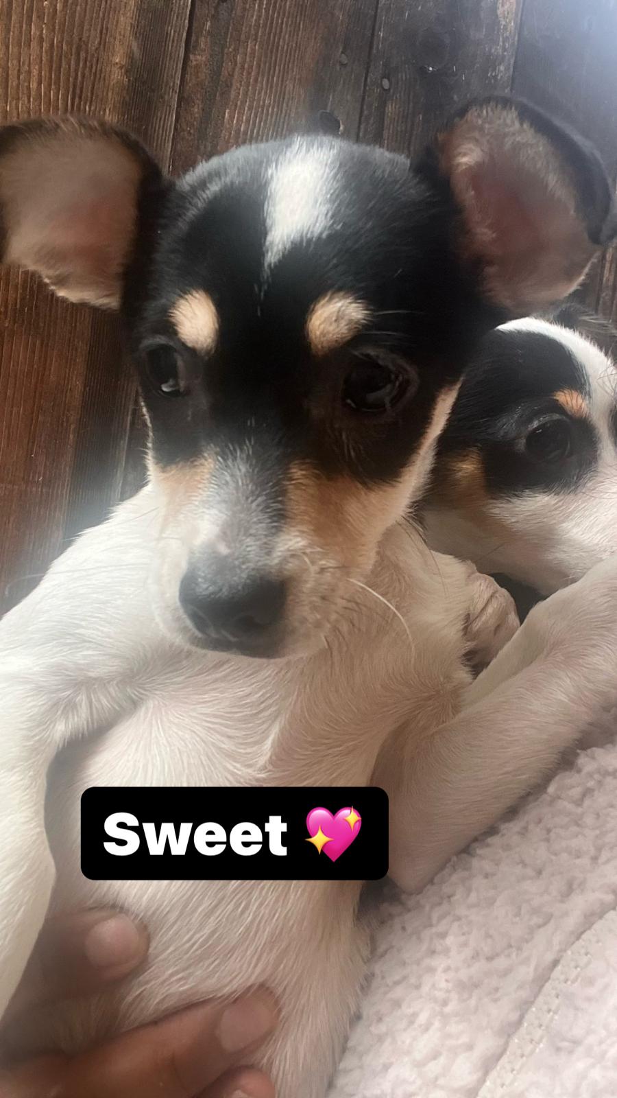 Dog for Adoption - Sweet, a Chihuahua in Whittier, CA | Alpha Paw