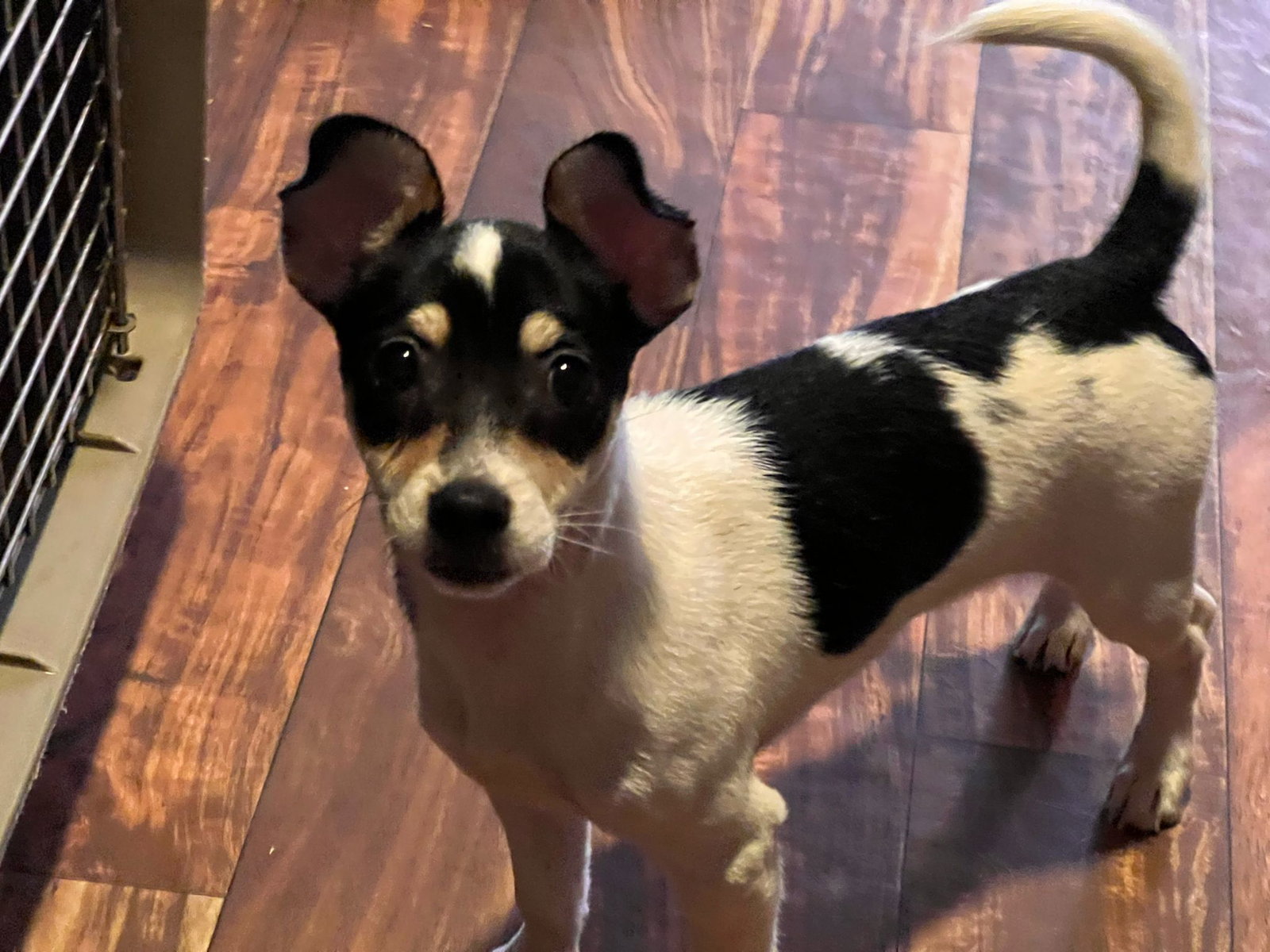 Dog for Adoption - Sweet, a Chihuahua in Whittier, CA | Alpha Paw