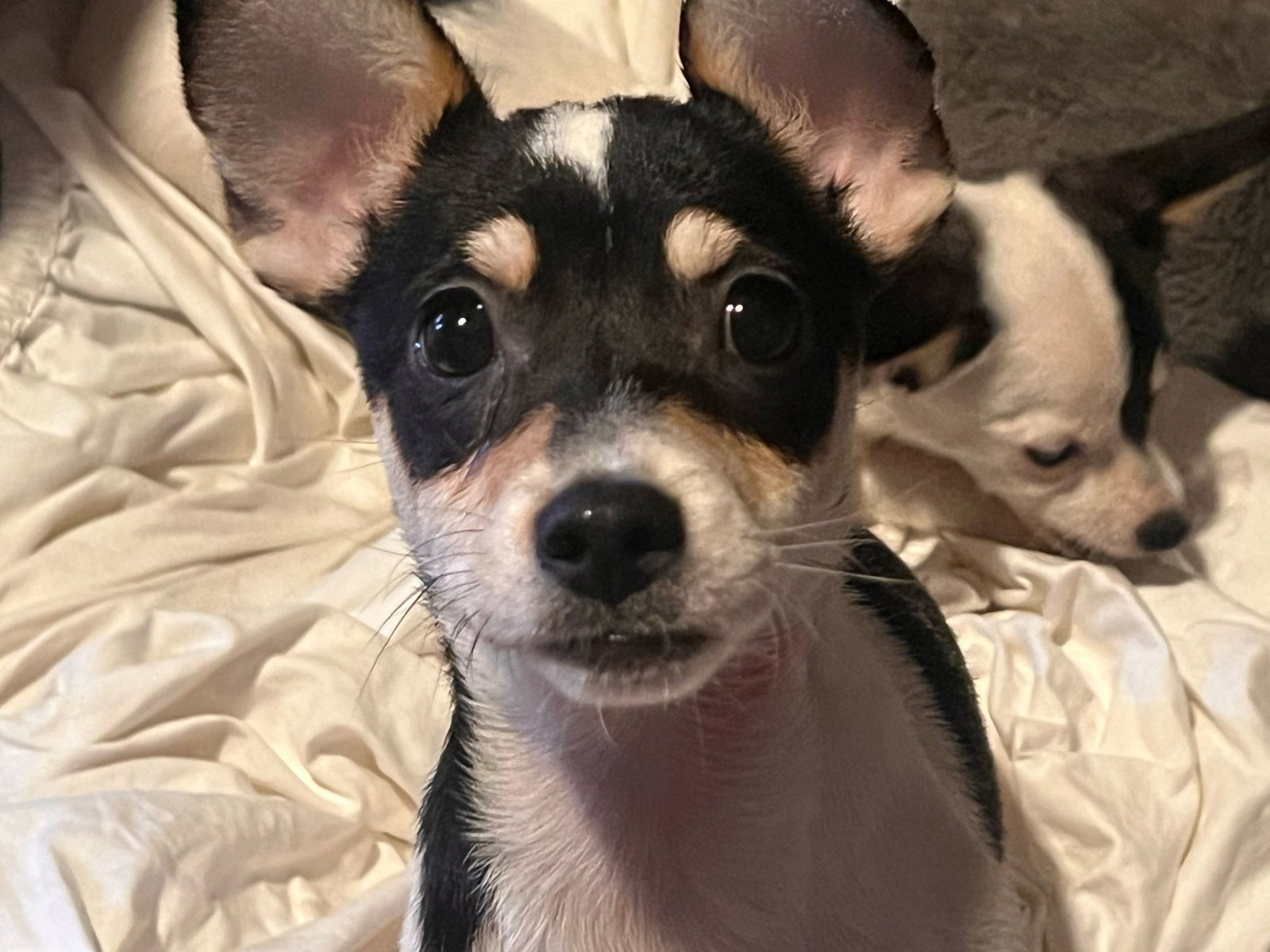Dog for Adoption - Sweet, a Chihuahua in Whittier, CA | Alpha Paw