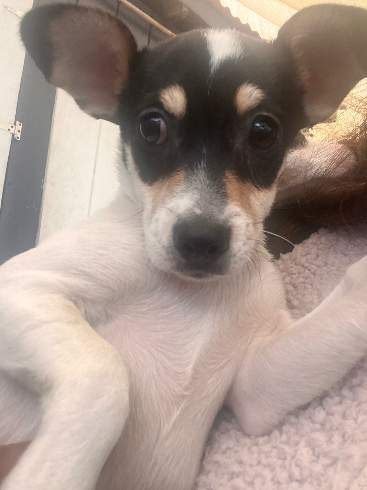 Dog for Adoption - Sweet, a Chihuahua in Whittier, CA | Alpha Paw
