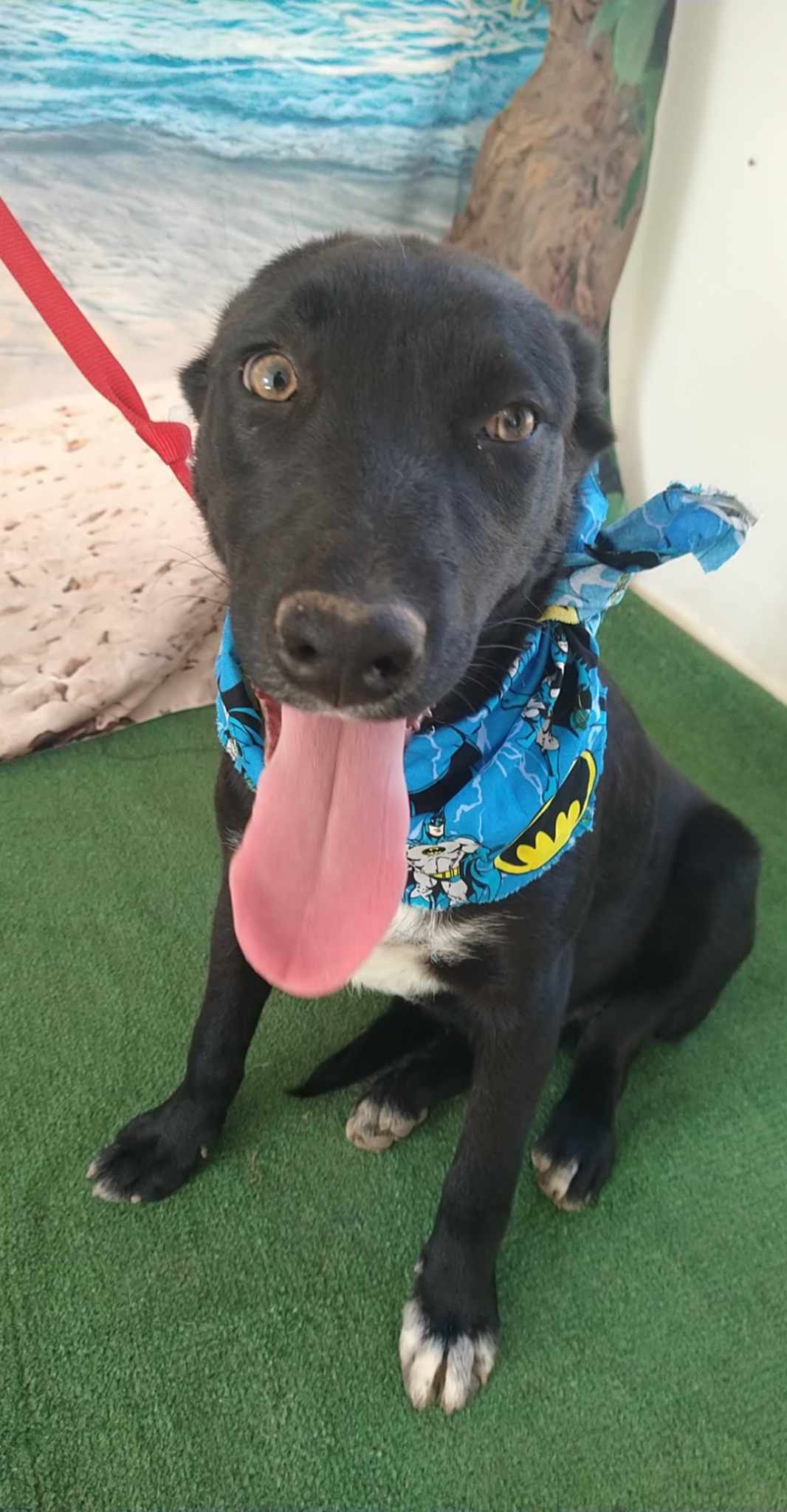 Dog for Adoption - Nicky, a Labrador Retriever in Whittier, CA | Alpha Paw