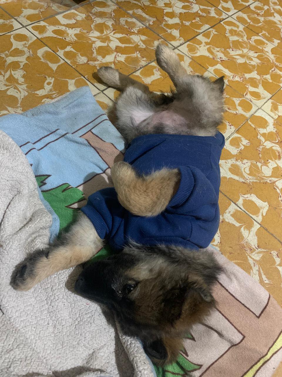 Dog for Adoption - Kessie, a German Shepherd Dog in Orange County, CA ...