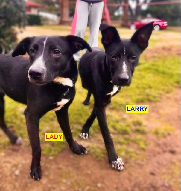 Dog for Adoption - LARRY & LADY, a Border Collie in Mira Monte, CA ...