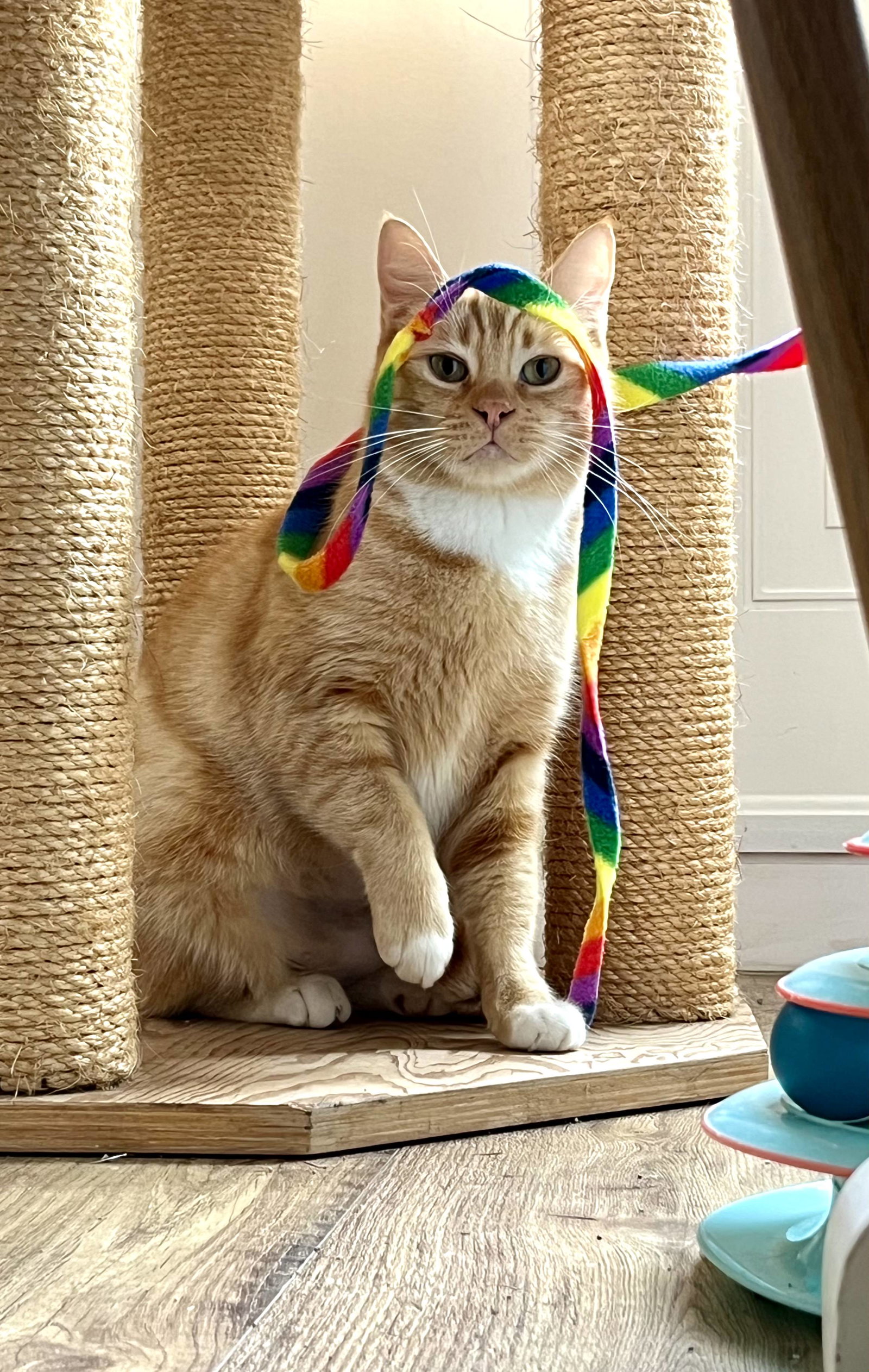 Cats for Adoption in Tracy, California | Alpha Paw