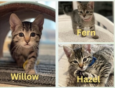 Cats for Adoption in Sunnyvale, California | Alpha Paw