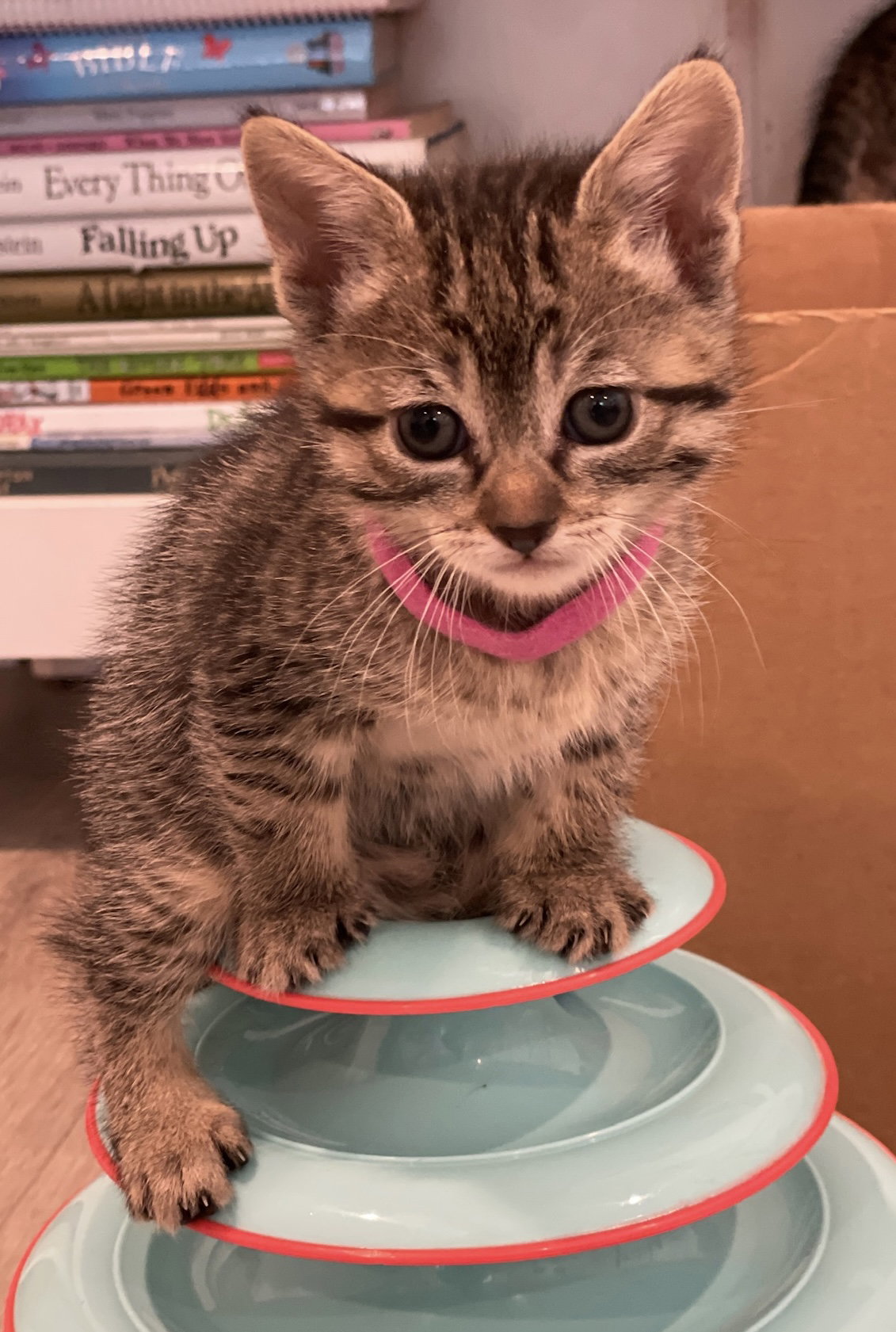 Cats for Adoption in Sunnyvale, California | Alpha Paw