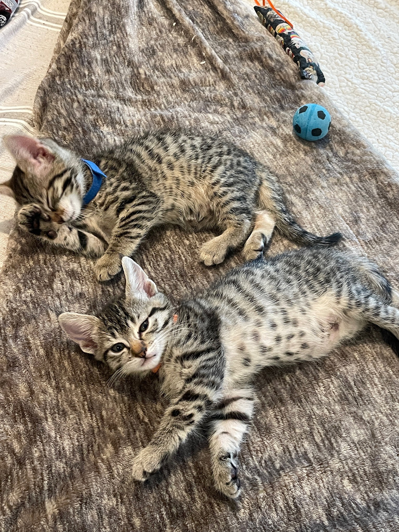 Cats for Adoption in Sunnyvale, California | Alpha Paw