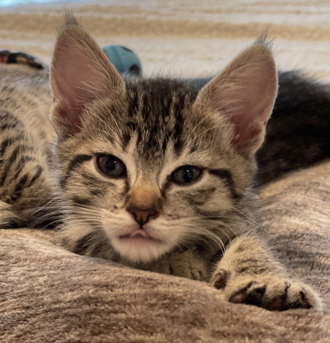 Cats for Adoption in Sunnyvale, California | Alpha Paw