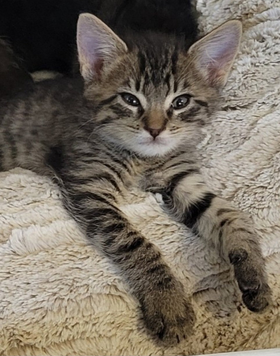 Cats for Adoption in Sunnyvale, California | Alpha Paw