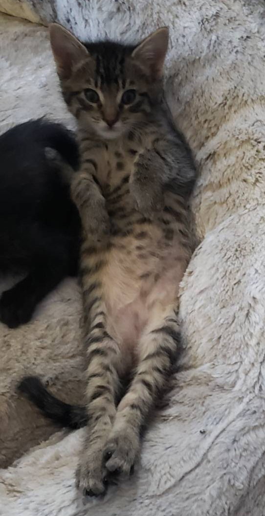 Cats for Adoption in Sunnyvale, California | Alpha Paw