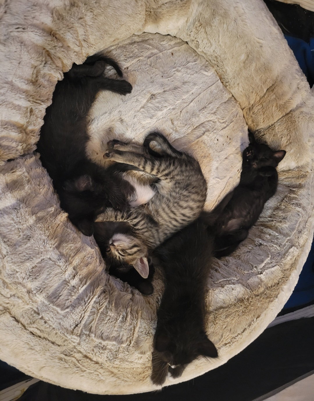 Cats for Adoption in Sunnyvale, California | Alpha Paw