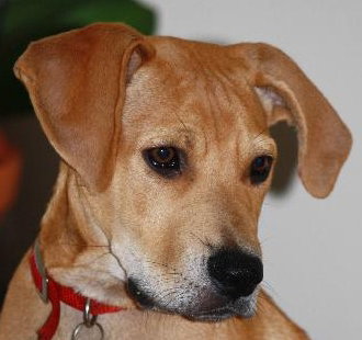 Java the Puppy's Web Page