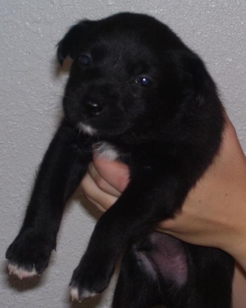 Jackabee the Puppy's Web Page