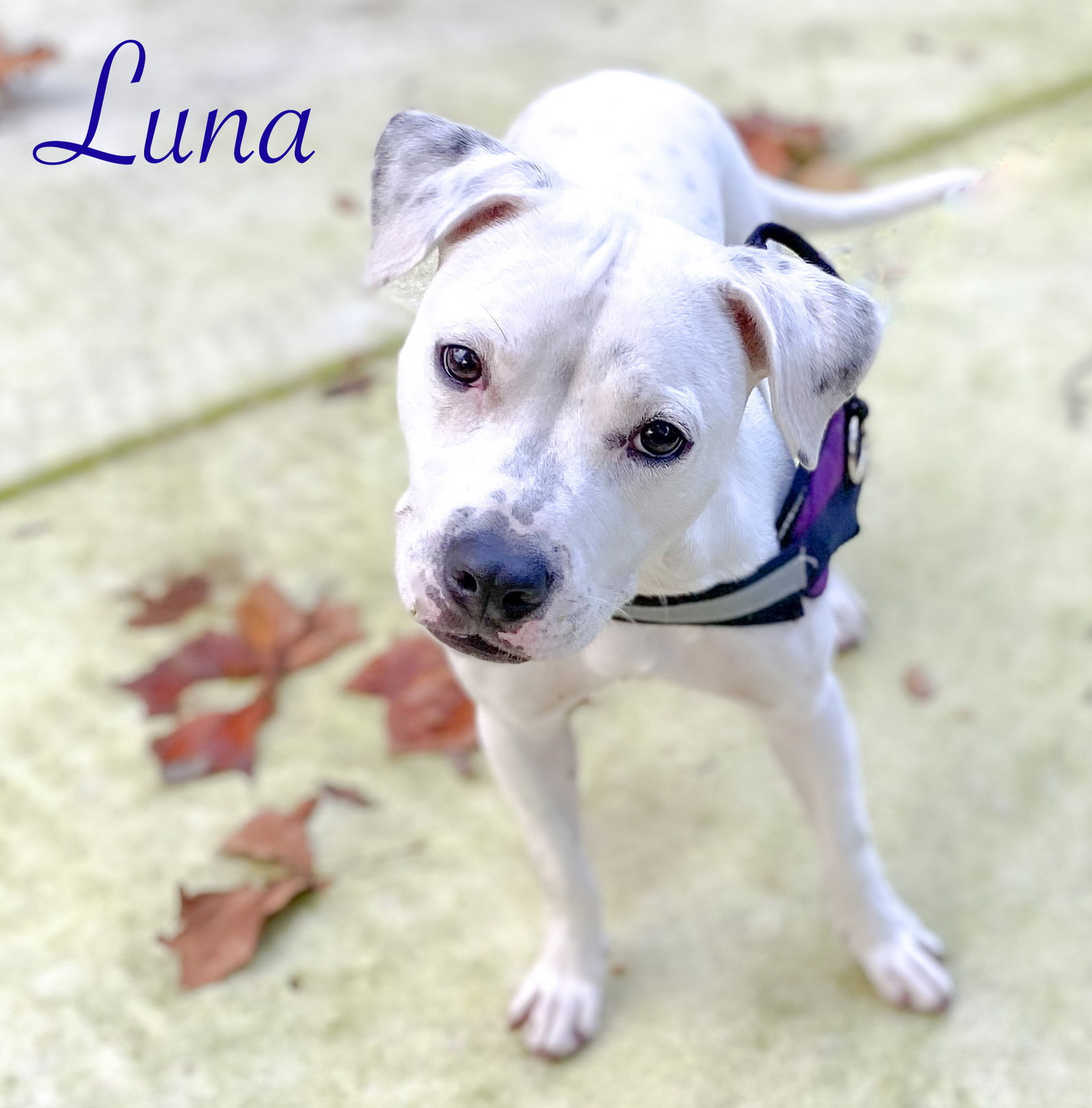 Luna Loves Web Page