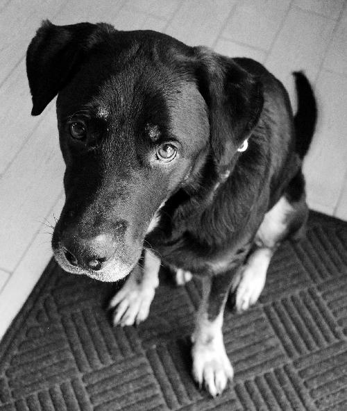 Runner the Car Ride-Lovin' Rottie's Web Page