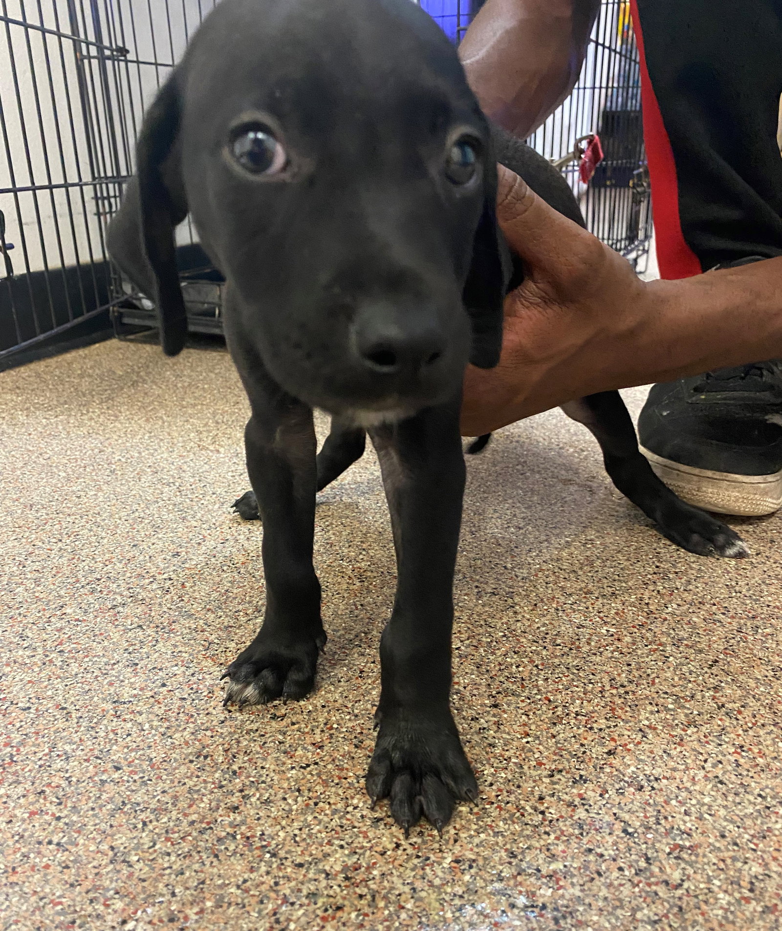 Dog for Adoption - Memphis, a Hound in South Patrick Shores, FL | Alpha Paw