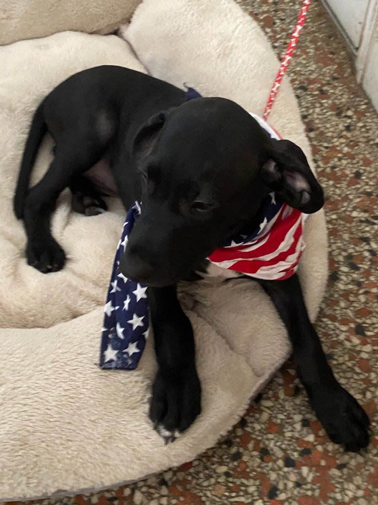 Dog for Adoption - Memphis, a Hound in Manatee County, FL | Alpha Paw