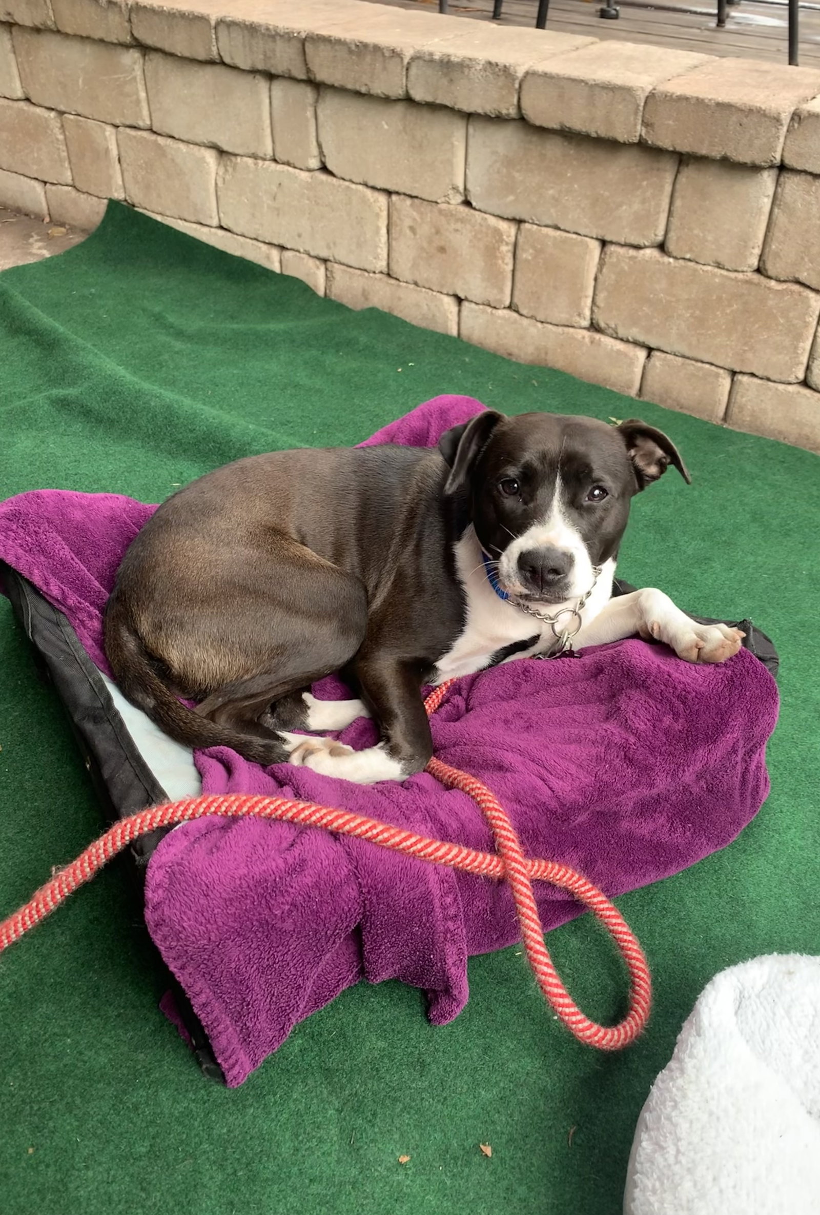 Dog for Adoption - Wanda, a Hound in Sumter County, FL | Alpha Paw