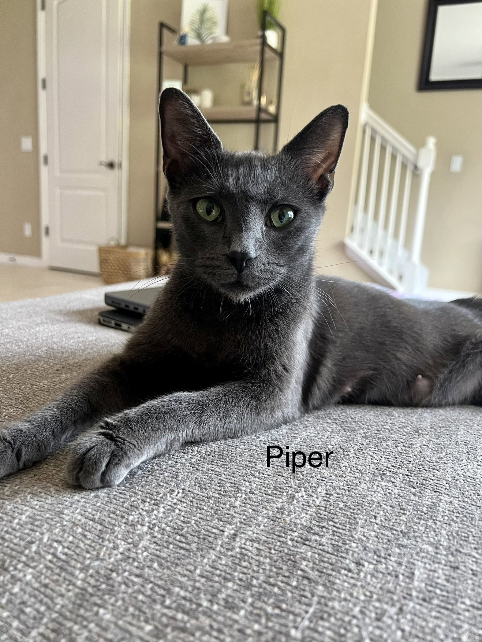 Piper the gorgeous momma cat's Web Page