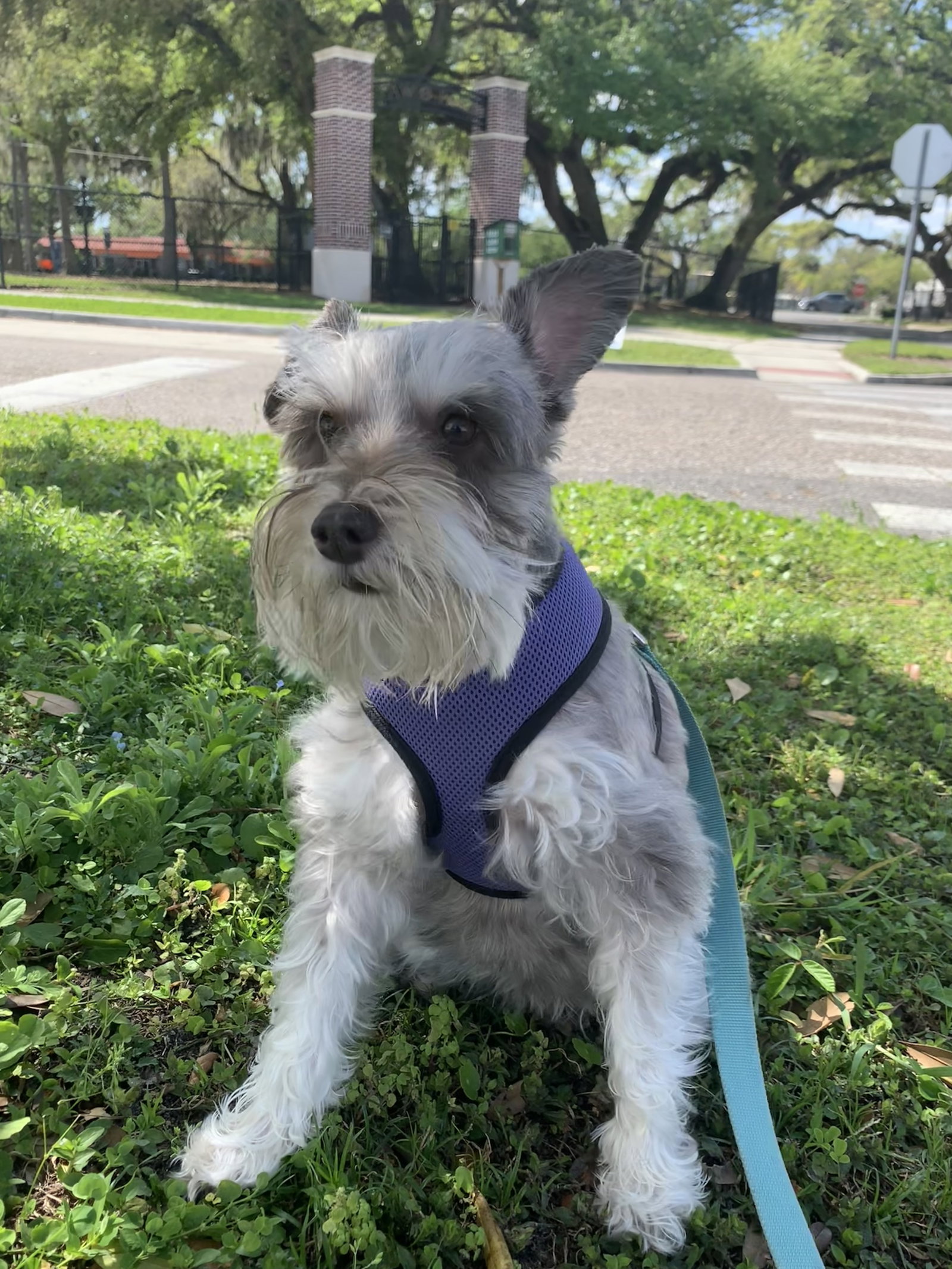 Dog for Adoption - Coco, a Schnauzer in Mount Dora, FL | Alpha Paw
