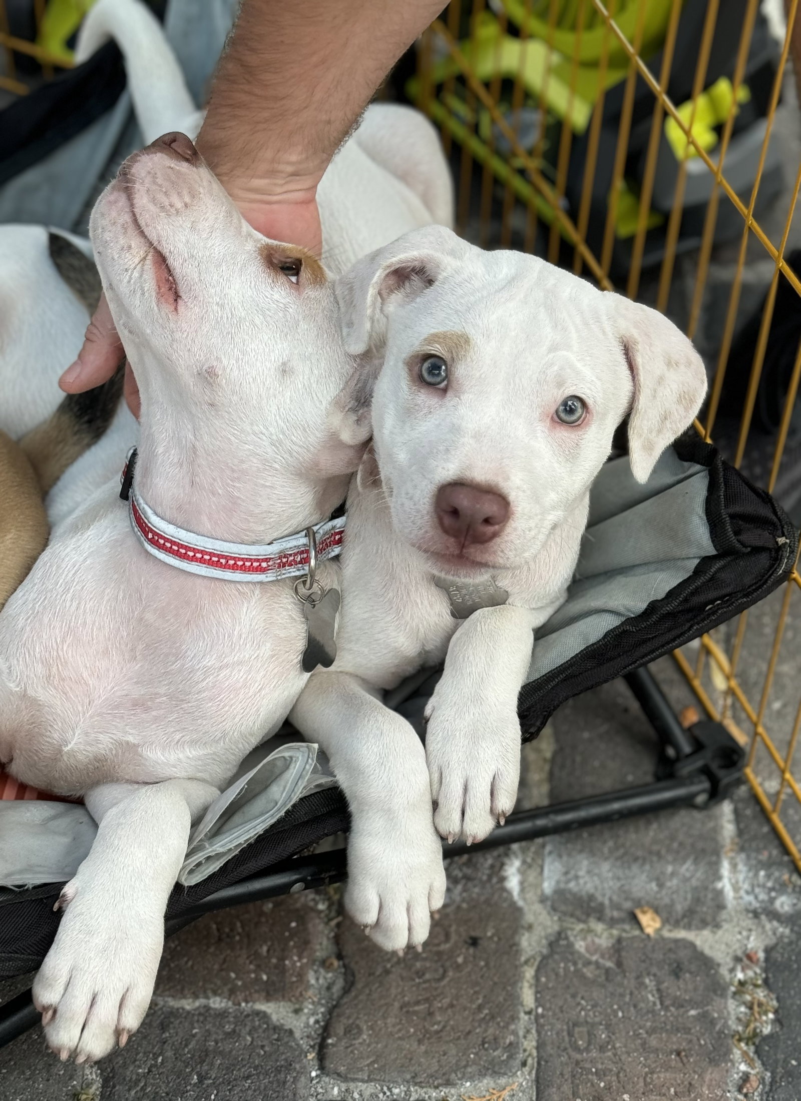 Spartan the PUPPY's Web Page