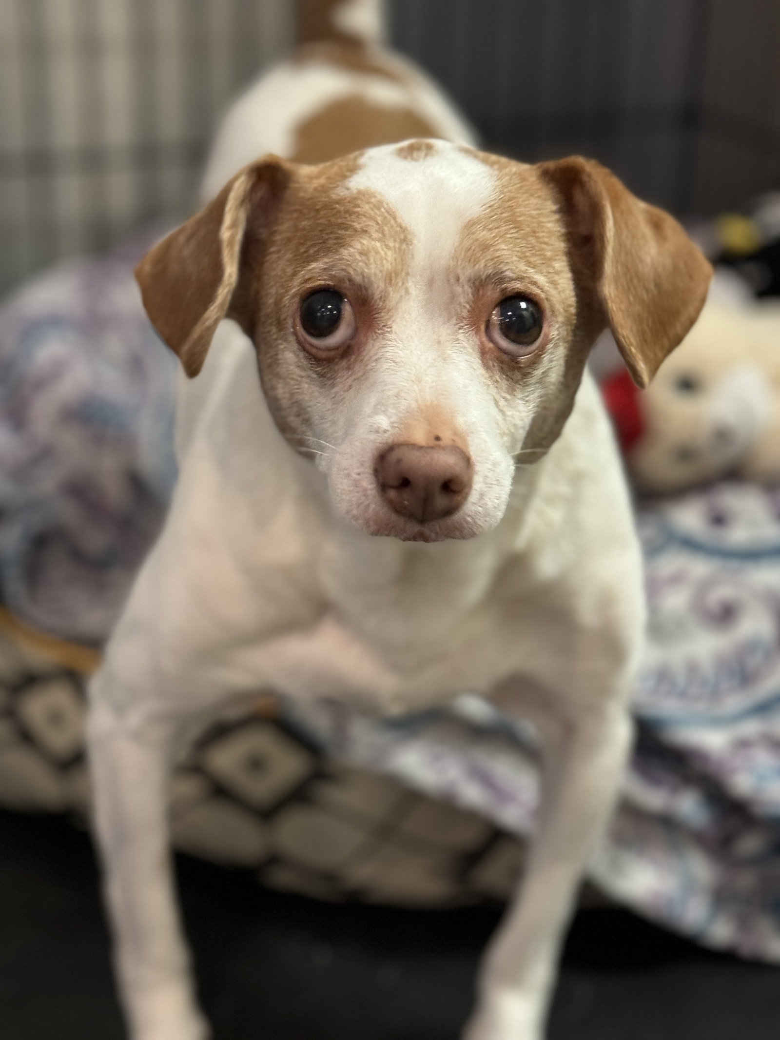 Peanut's Web Page