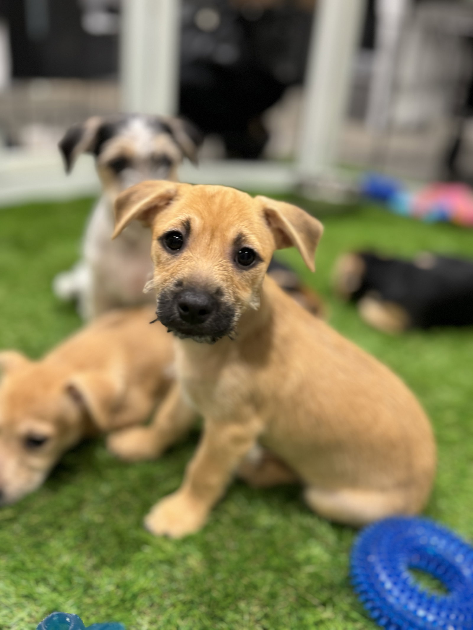 Thursday PUPPY's Web Page