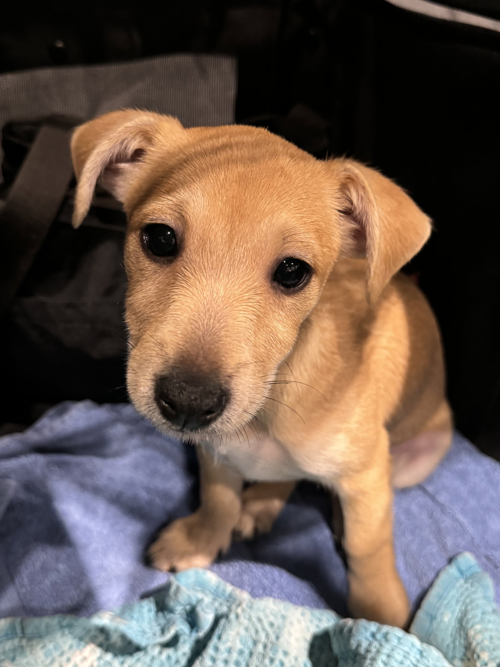 Friday PUPPY's Web Page