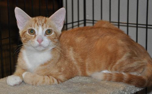 Cinnamon the Kitten's Web Page