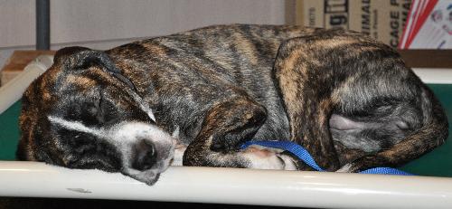 Brenda the Brindle Aussie Puppy's Web Page