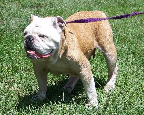 Slim the English Bulldog's Web Page